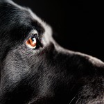 Focus: Josie the Black Labrador Retriever - Daily Dog Tag