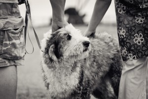 Pawstively Pampered Dog Wash - Daily Dog Tag