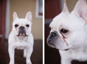 Happy Tails: Rufio - Daily Dog Tag