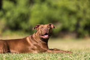 Adopt Gigi! - Daily Dog Tag