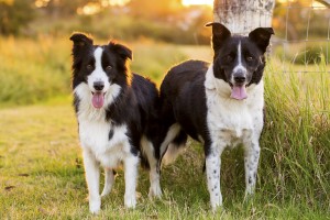 Giveaway: Dog Shots by Charlotte Reeves - Daily Dog Tag