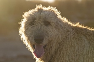 Spotlight: Quake Dogs - Daily Dog Tag