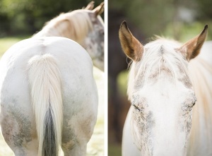 Happy Tails: Huck, Joe and Matsi - Daily Dog Tag