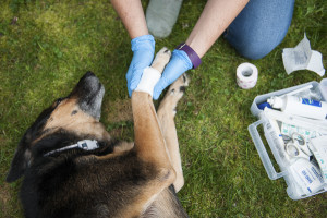 General First Aid Treatment For Dogs - Daily Dog Tag