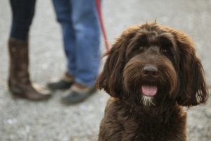 Engaging Tails: Griffin the Labradoodle - Daily Dog Tag