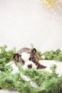 Spotlight: Pawsh Magazine | Holiday Dogs - Daily Dog Tag