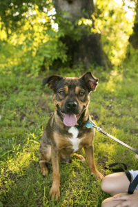 Adopt Me: Friday the Rottie/Shepherd Mix - Daily Dog Tag