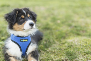 Puppy Love: Koby the Australian Shepherd - Daily Dog Tag