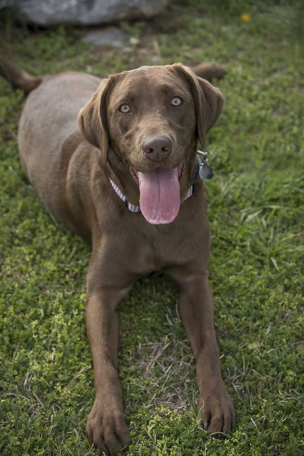 Happy Tails: Maggie the Chocolate Lab - Daily Dog Tag