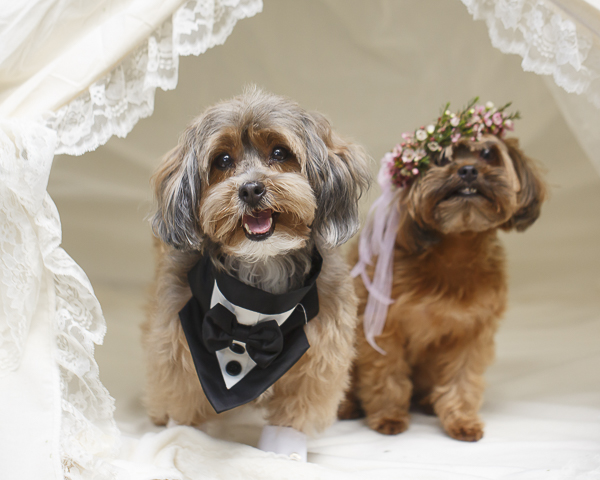 Best (Wedding) Dogs: Coco's and Truffles' Dog Wedding - Daily Dog Tag