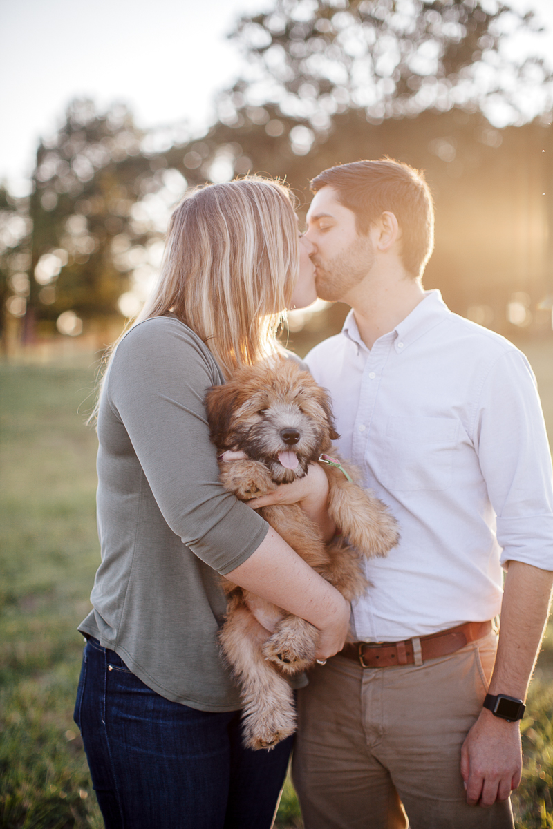 Puppy Love: Bailey the Wheaten Terrier - Daily Dog Tag