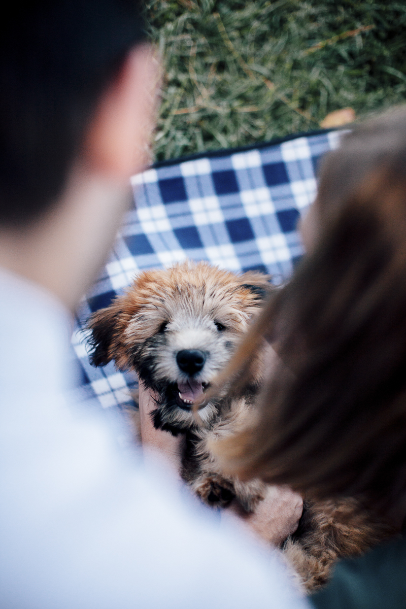 Puppy Love: Bailey the Wheaten Terrier - Daily Dog Tag