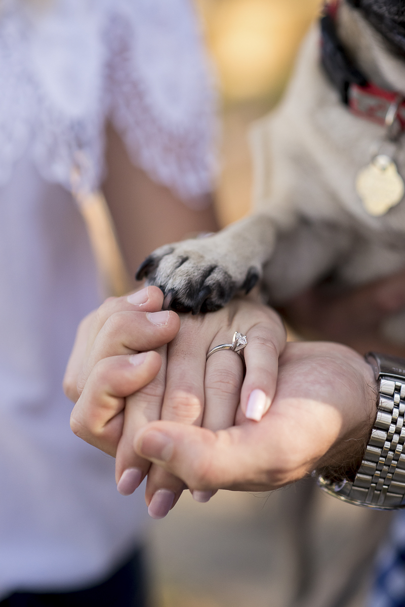 Engaging Tails: Thor the Rescued Pug - Daily Dog Tag