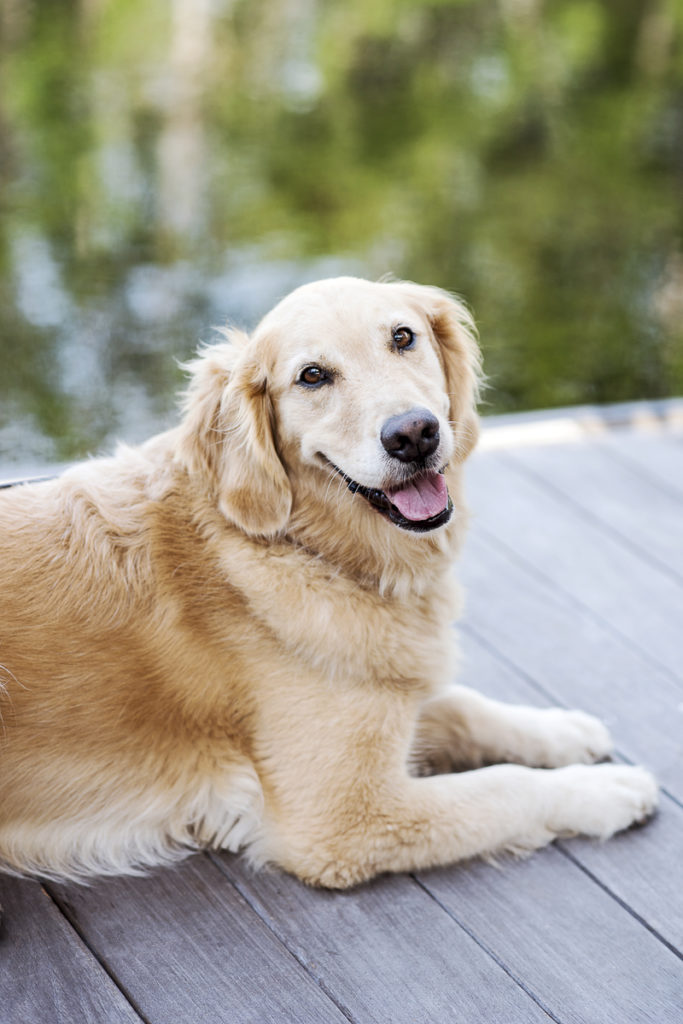 Why You Should Take Professional Pictures Of Your Dog - Daily Dog Tag