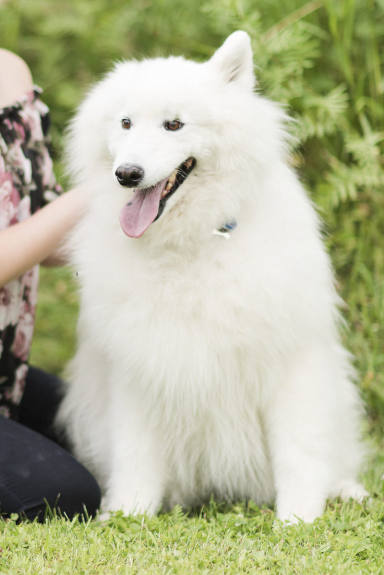 Happy Tails: Suri the Samoyed - Daily Dog Tag