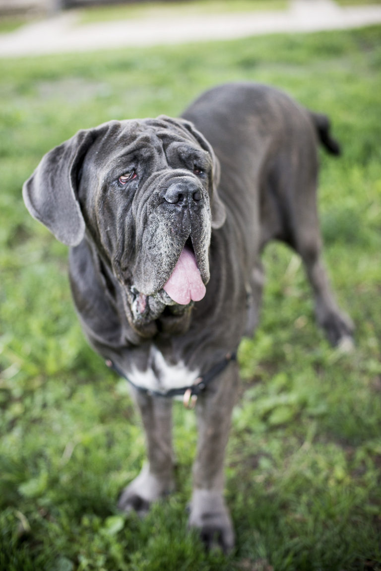 Engaging Tails: Maddalena the Neapolitan Mastiff - Daily Dog Tag
