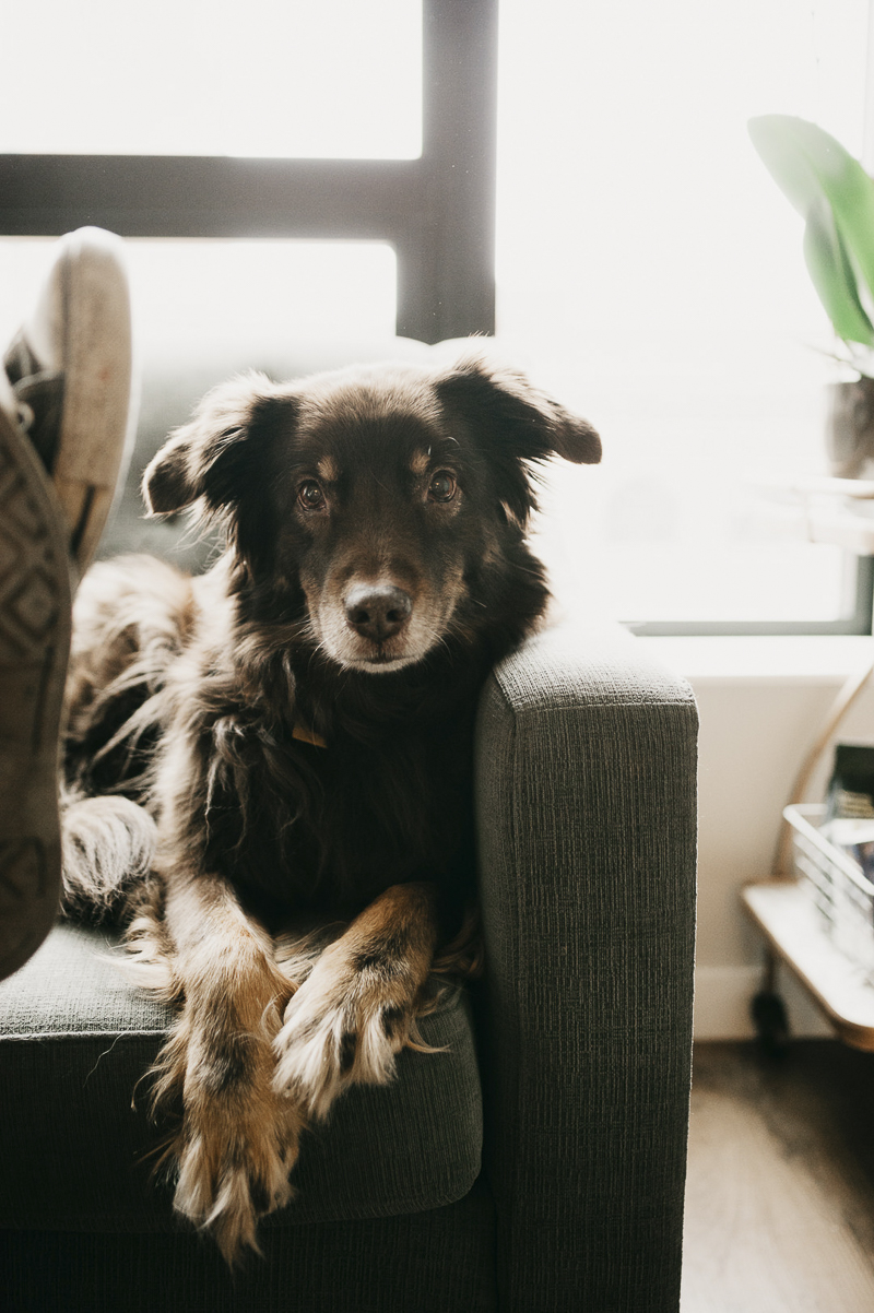 Happy Tails: Shadow the Aussie Mix At Home - Daily Dog Tag