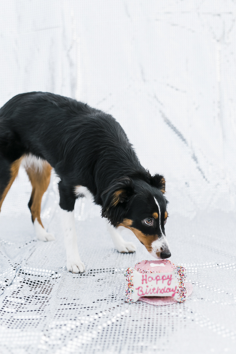 Focus: Charlotte the Mini Aussie's First Birthday - Daily Dog Tag