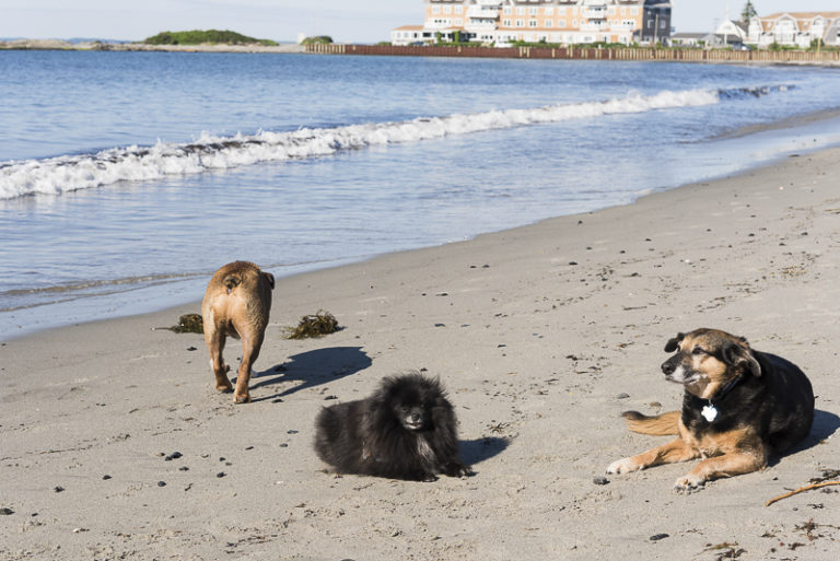 Dog Friendly Kennebunk, Maine - Daily Dog Tag