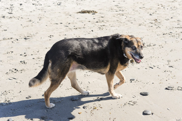 Dog Friendly Kennebunk, Maine - Daily Dog Tag