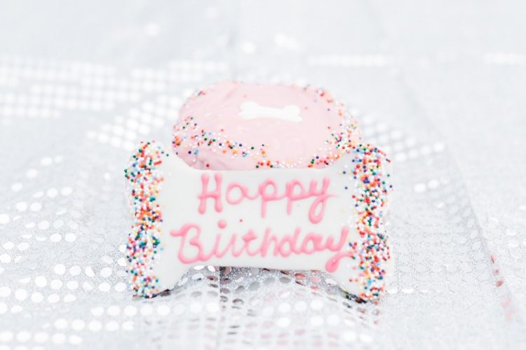 Focus: Charlotte the Mini Aussie's First Birthday - Daily Dog Tag