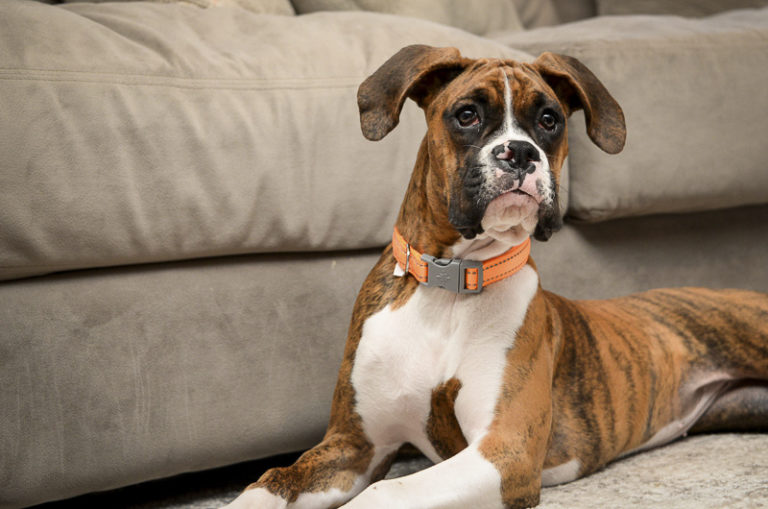 Puppy Love: Pita the Boxer At Home - Daily Dog Tag