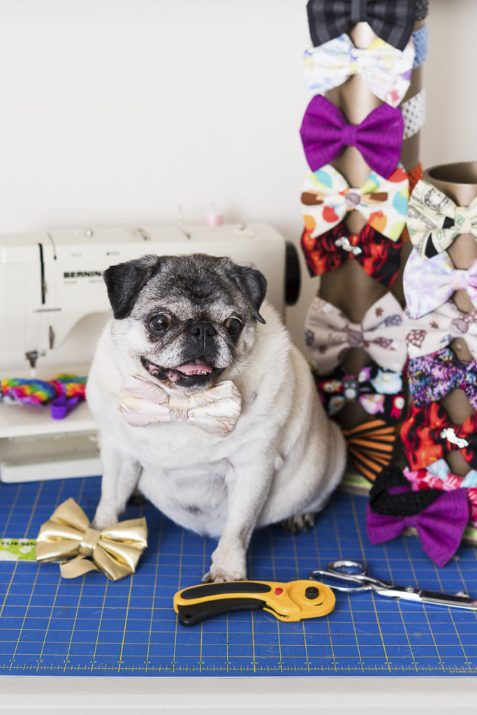Happy Tails: Tuesday the Pug In Syracuse, New York - Daily Dog Tag