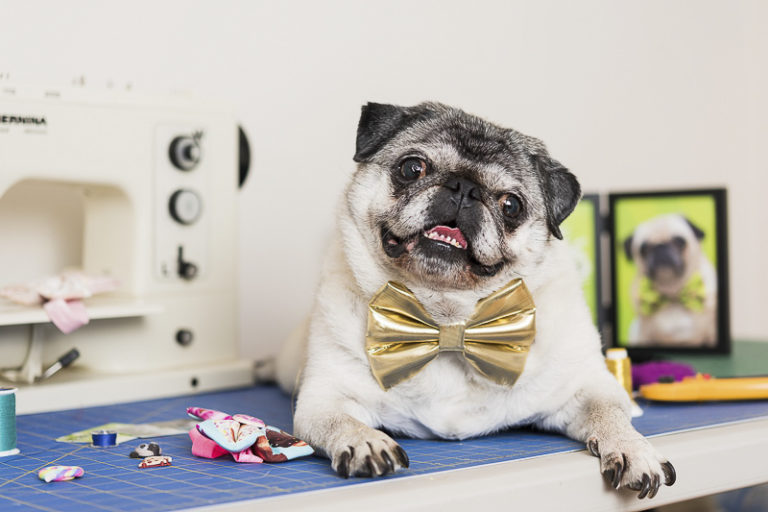 Happy Tails: Tuesday the Pug In Syracuse, New York - Daily Dog Tag