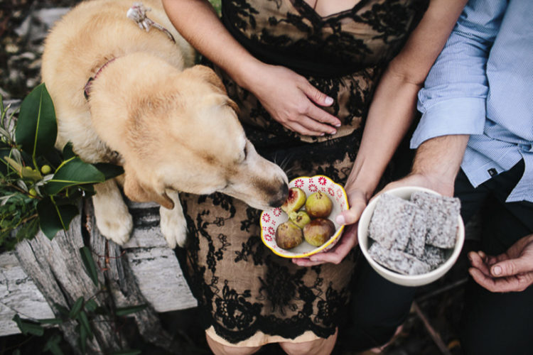 Engaging Tails: Bridie the Lab In the Australia Bush - Daily Dog Tag