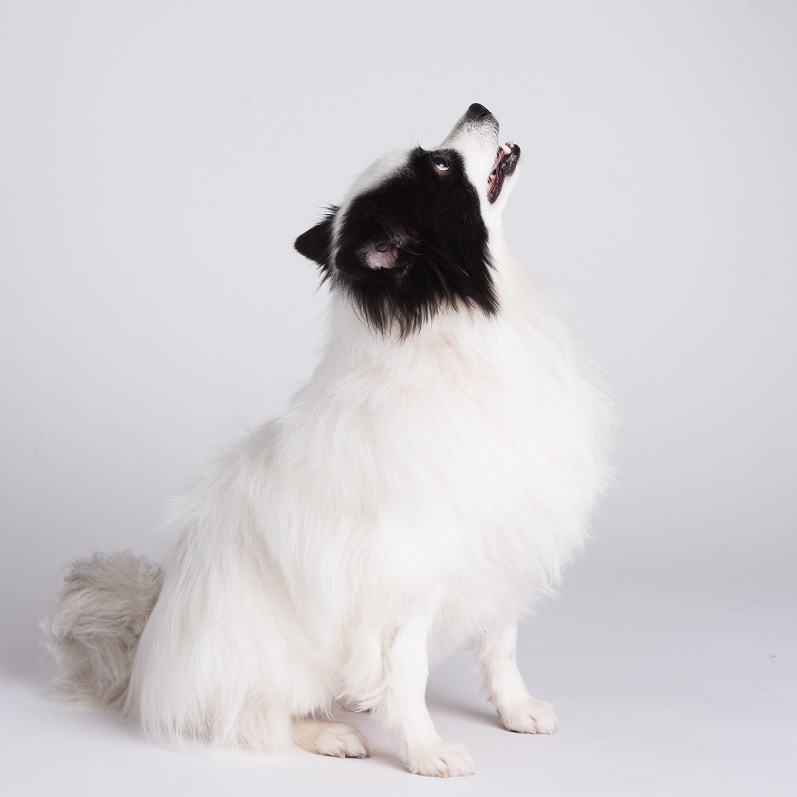 Try NomNom and Save 30% (Limited Time Offer) - Daily Dog Tag