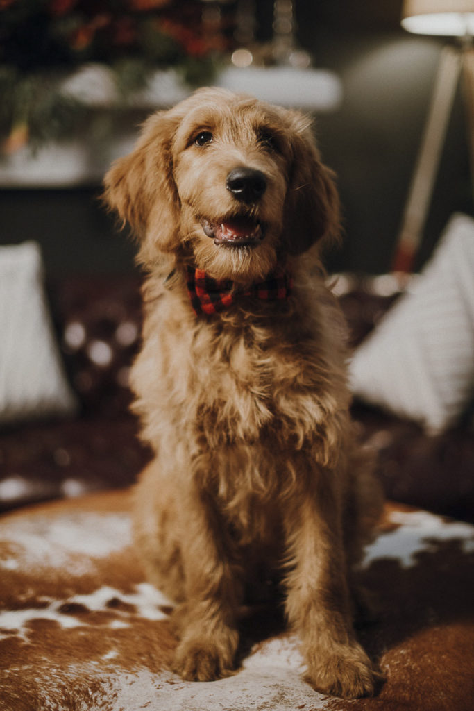 Puppy Love: Sip & See for Puppies - Daily Dog Tag