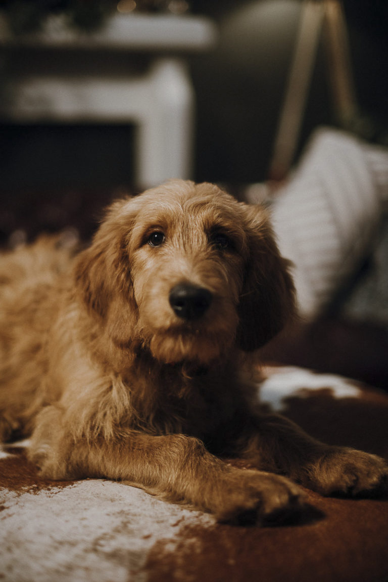 Puppy Love: Sip & See for Puppies - Daily Dog Tag