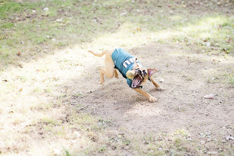 Happy Tails: Nash the Mixed Breed - Daily Dog Tag