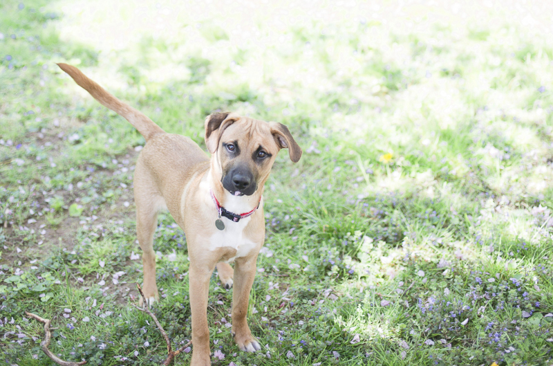 Happy Tails: Nash the Mixed Breed - Daily Dog Tag
