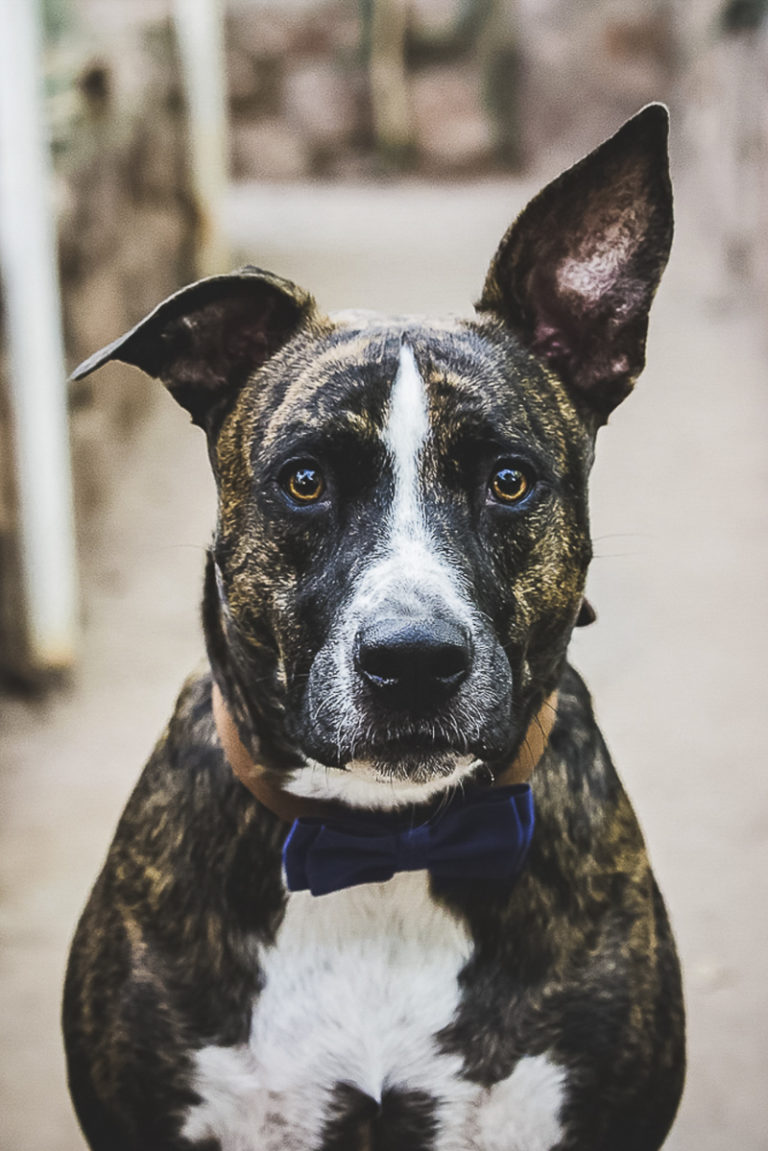 Engaging Tails: Spock the Mixed Breed In Boyce Thompson Arboretum ...