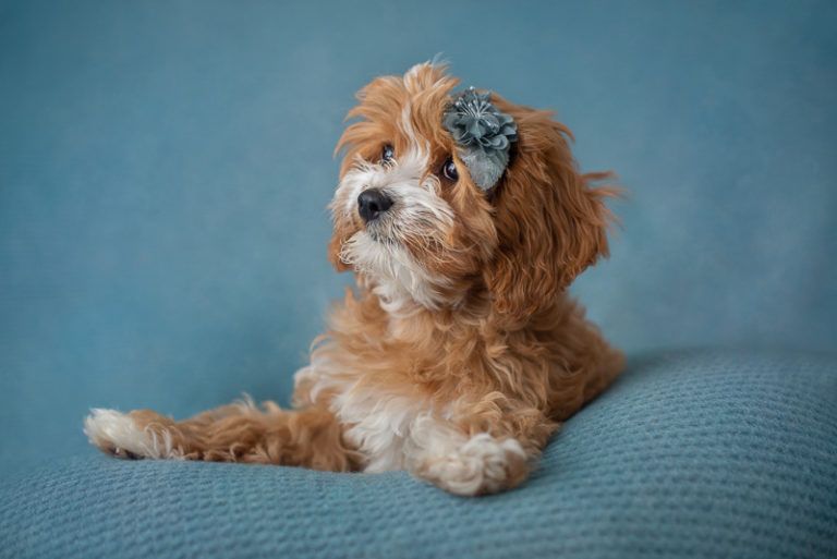 Puppy Love: Hazel the Cavalier-Poodle Puppy - Daily Dog Tag