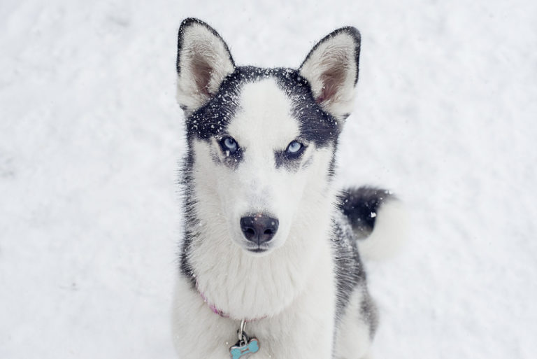 Happy Tails: Willow the Husky and Nova the Husky Mix - Daily Dog Tag