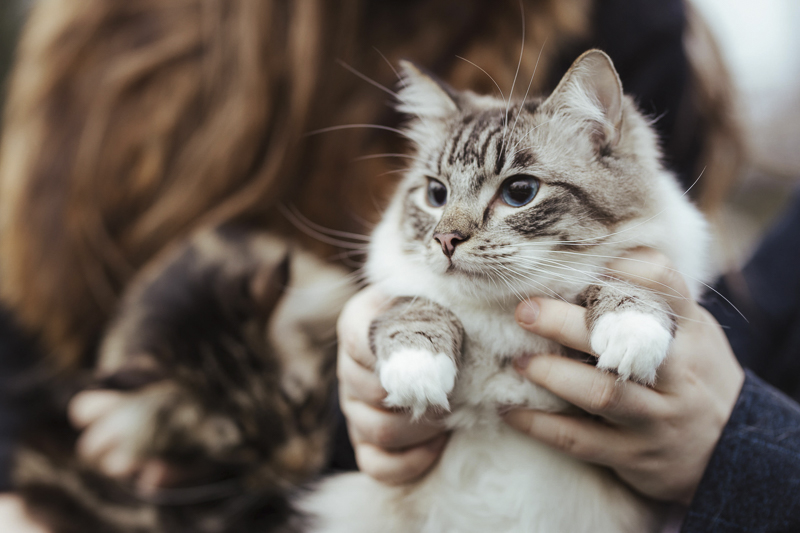 Cat Friendly Engagement Photos In Dublin, Ireland - Daily Dog Tag