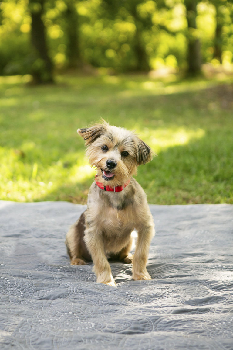 Happy Tails: Yoda the Yorkie Mix - Daily Dog Tag
