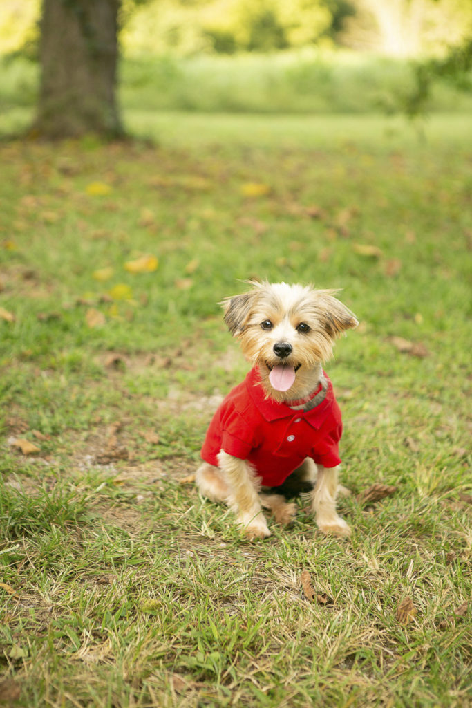 Happy Tails: Yoda the Yorkie Mix - Daily Dog Tag