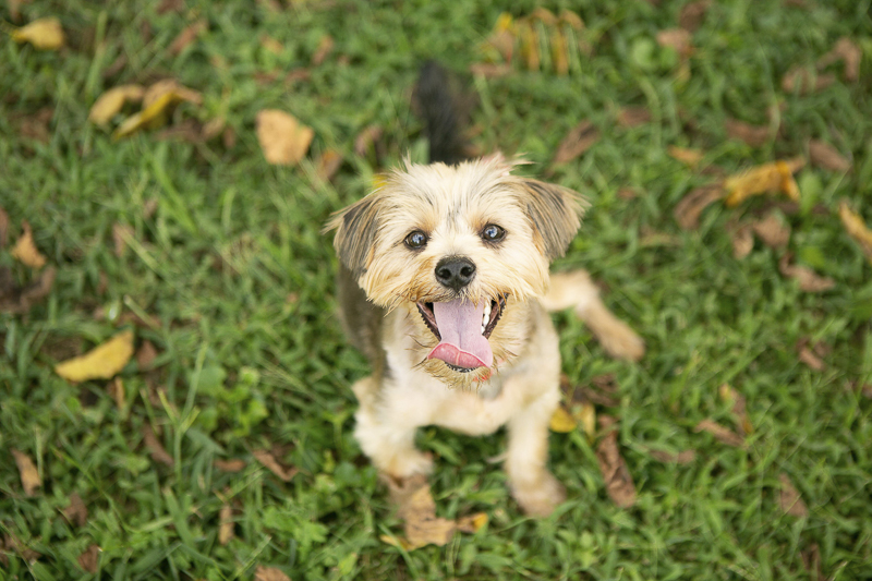 Happy Tails: Yoda the Yorkie Mix - Daily Dog Tag