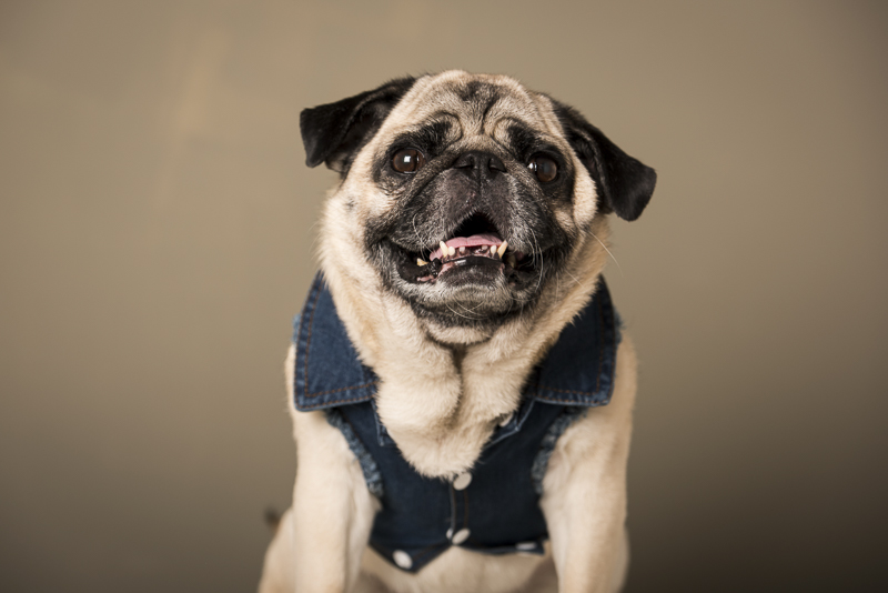 Spotlight: Boogie the Pug (and Marcelo the Chihuahua) - Daily Dog Tag
