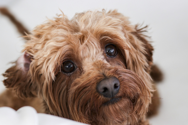 Happy Tails: Miles the Adorable Apricot Cockapoo - Daily Dog Tag