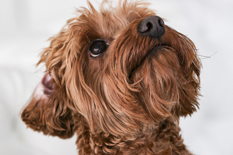 Happy Tails: Miles the Adorable Apricot Cockapoo - Daily Dog Tag