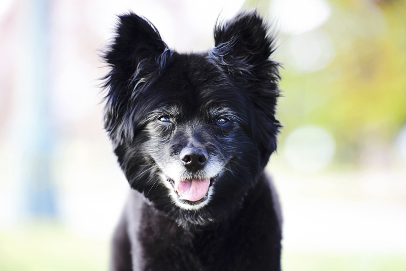 Happy Tails: Midnight The Pomeranian Mix In Denver, CO - Daily Dog Tag