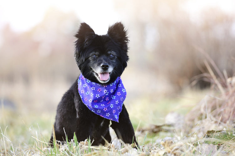 Happy Tails: Midnight The Pomeranian Mix In Denver, CO - Daily Dog Tag