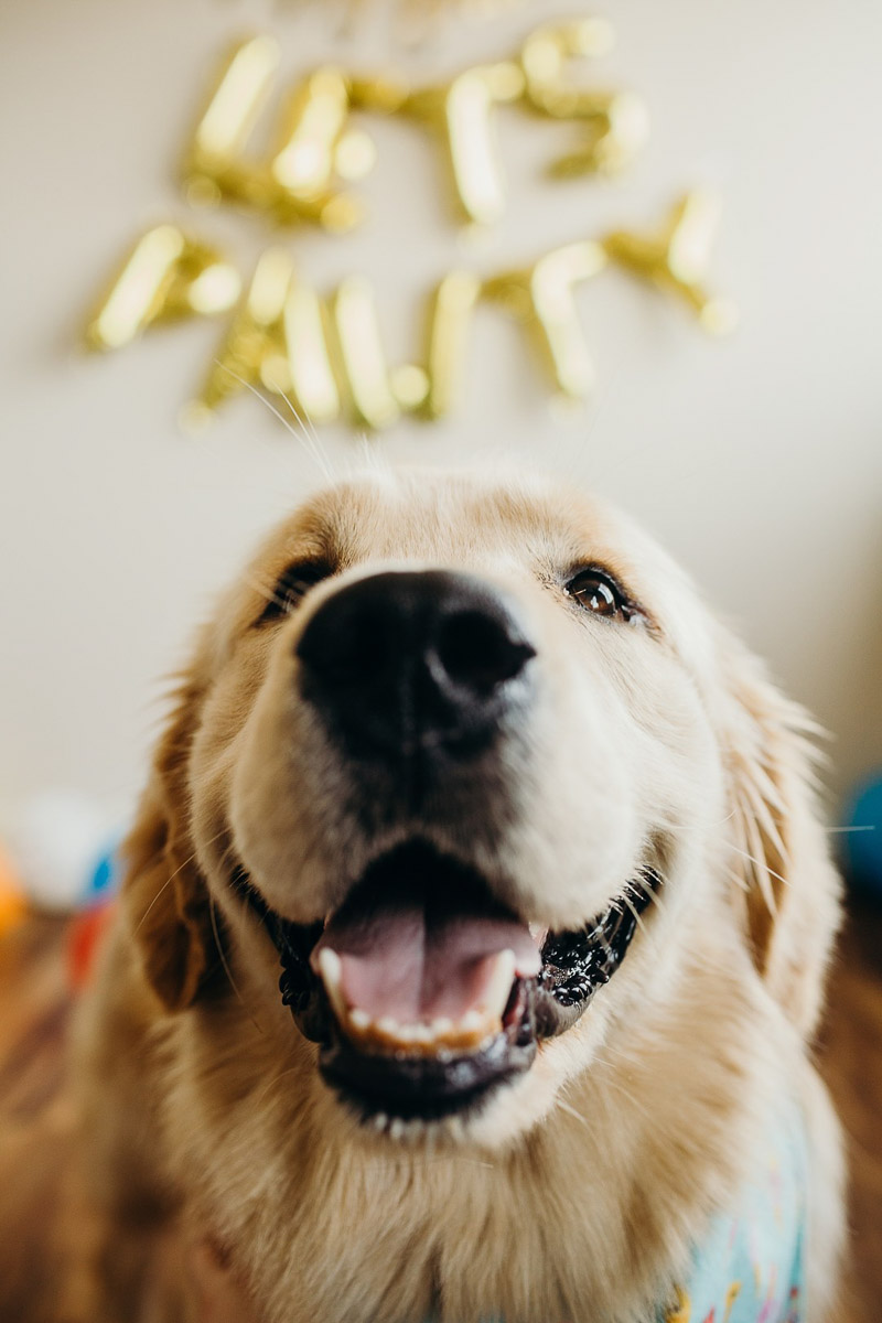 Dog Pawty: Eagle's First Cake Smash - Daily Dog Tag