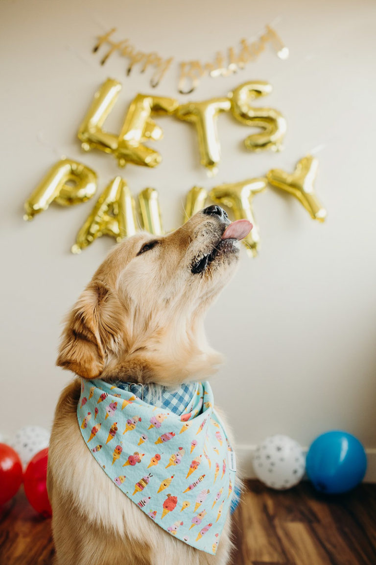 Dog Pawty: Eagle's First Cake Smash - Daily Dog Tag