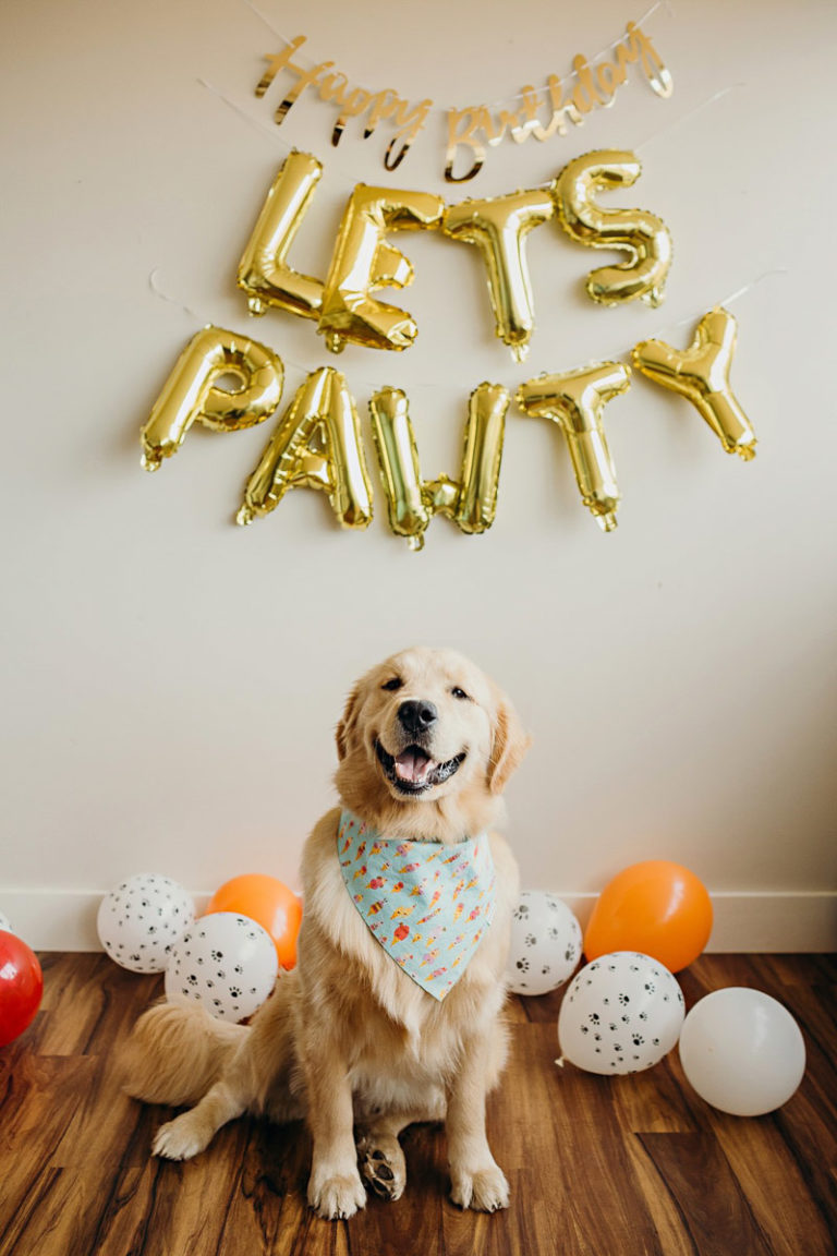 Dog Pawty: Eagle's First Cake Smash - Daily Dog Tag