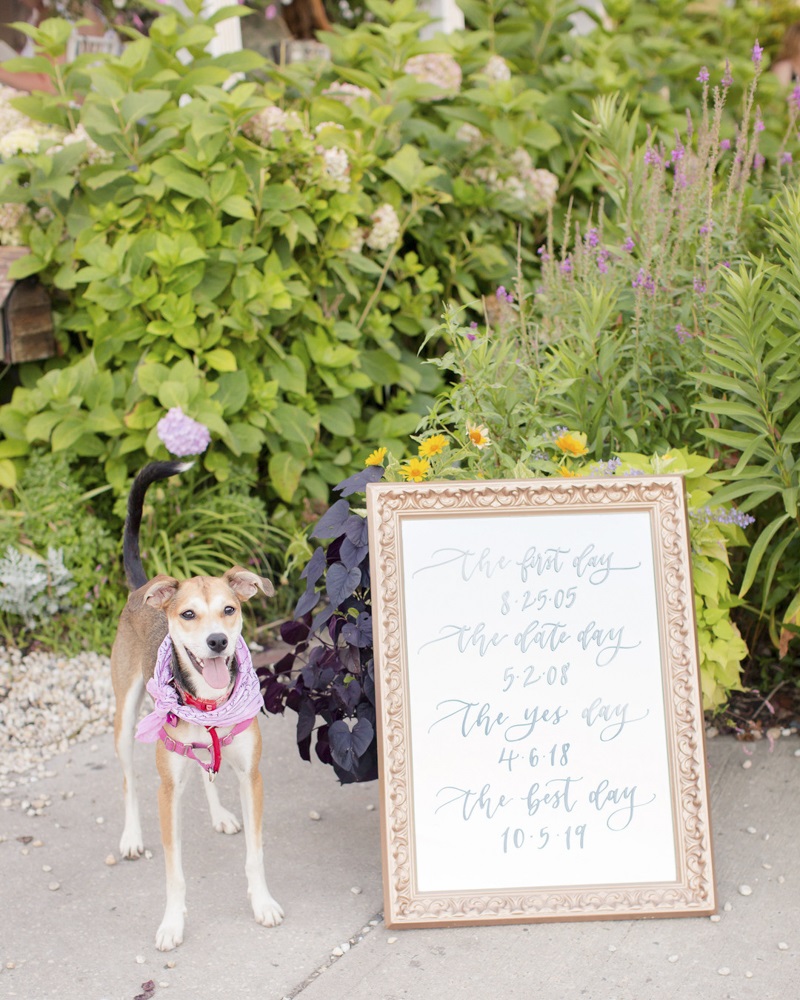 Engaging Tails: Rosie the Foxhound/Husky/Staffy Mix - Daily Dog Tag